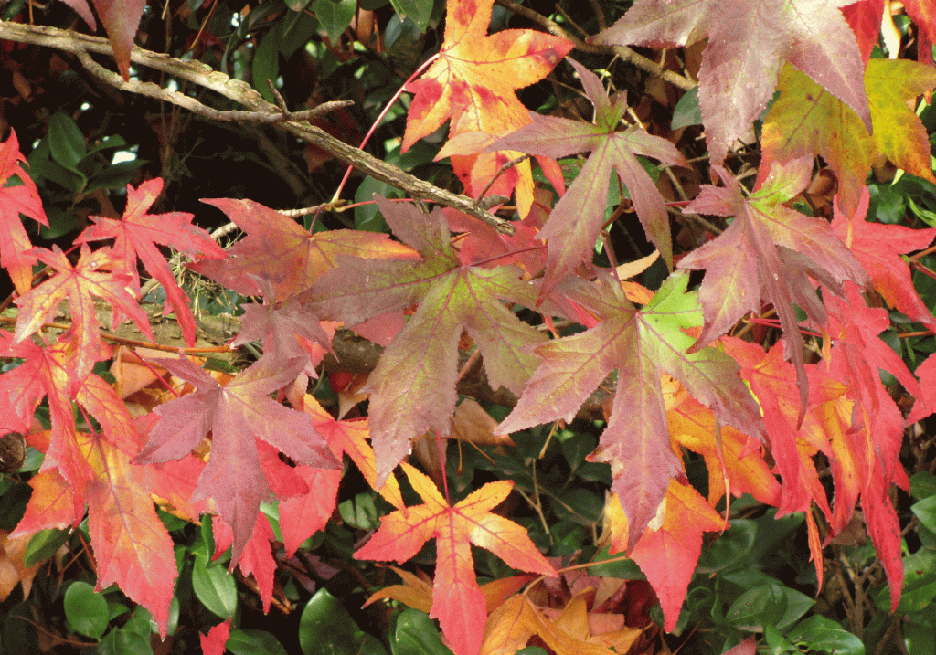 Fraxinus angustifolia Raywood “fresno rojo” – Arboles de la Memoria